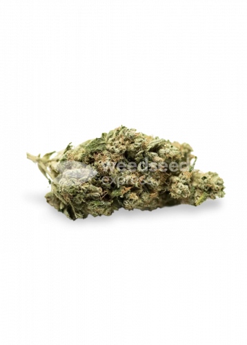 Kosher Kush feminized seeds Strain Info / Kosher Kush feminized seeds ...