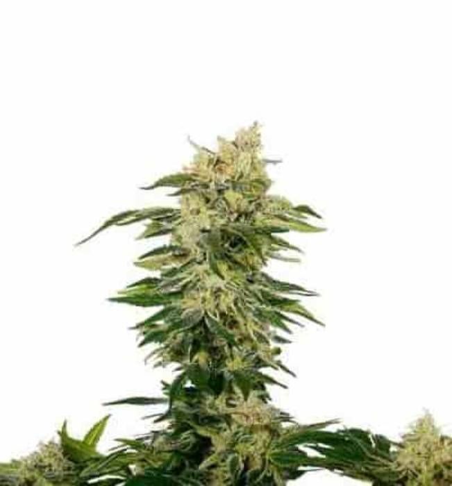 Nicole Strain Info / Nicole Weed By Linda Seeds - GrowDiaries