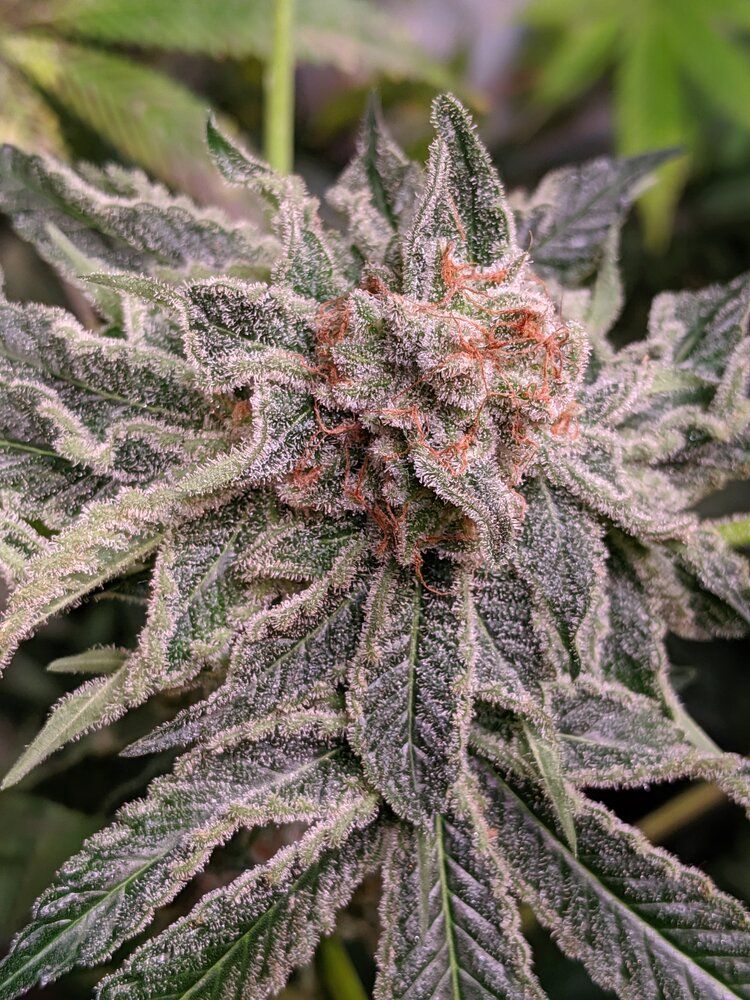 Snowcaine Strain Info / Snowcaine Weed By Twenty20 - GrowDiaries