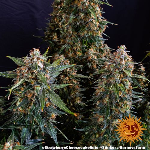 Strawberry Cheesecake Auto Strain Info / Strawberry Cheesecake Auto ...