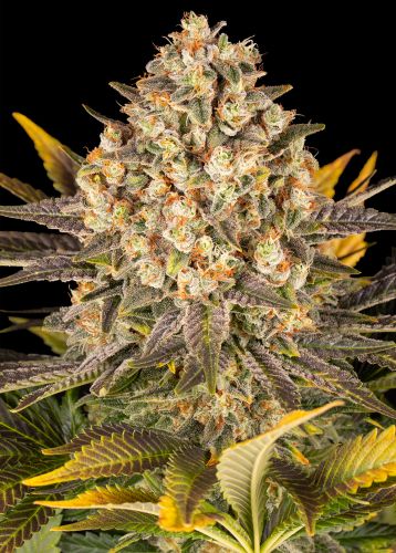 Banana Punch Strain Info / Banana Punch Weed By Barney's Farm - GrowDiaries
