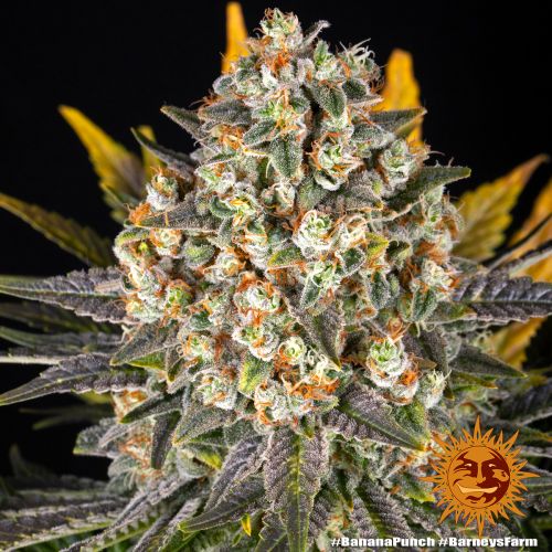 Banana Punch Strain Info / Banana Punch Weed By Barney's Farm - GrowDiaries