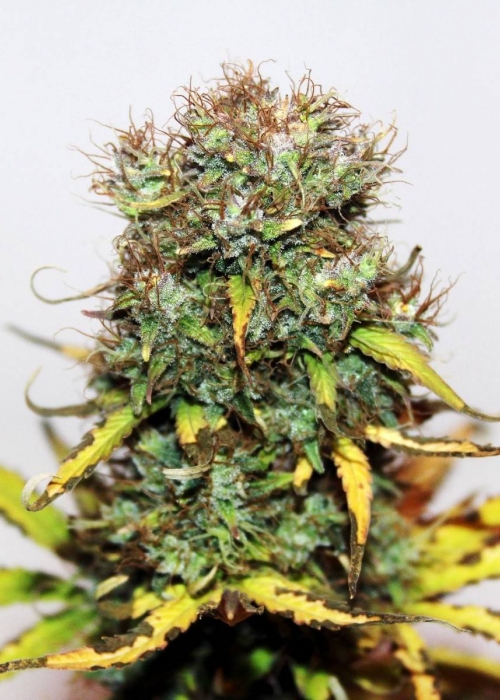 Blue Auto Strain Info / Blue Auto Weed By Seedsman - GrowDiaries