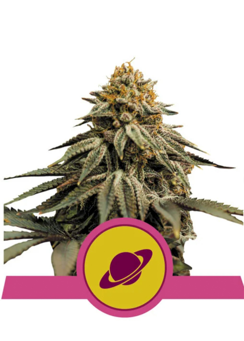Royal Skywalker Strain Info / Royal Skywalker Weed By Royal Queen Seeds ...