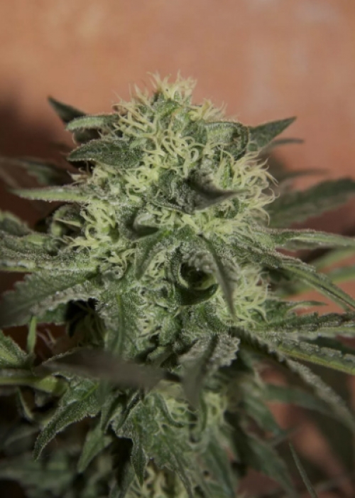 Lemon Auto Strain Info / Lemon Auto Weed By Seedsman - GrowDiaries