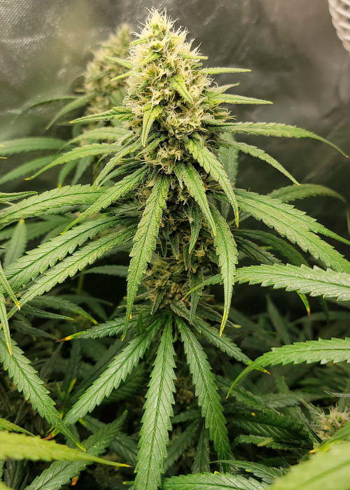 Gorilla GG4 Strain Info / Gorilla GG4 Weed By Ganja Farmer Seeds ...
