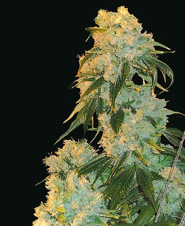 Northern Lights Strain Info / Northern Lights Weed By Seedsman ...