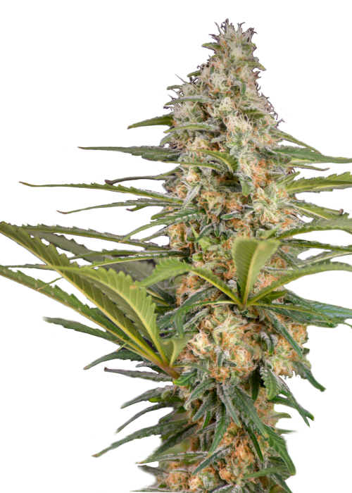 Cali Crasher Strain Info / Cali Crasher Weed By Doctor's Choice ...