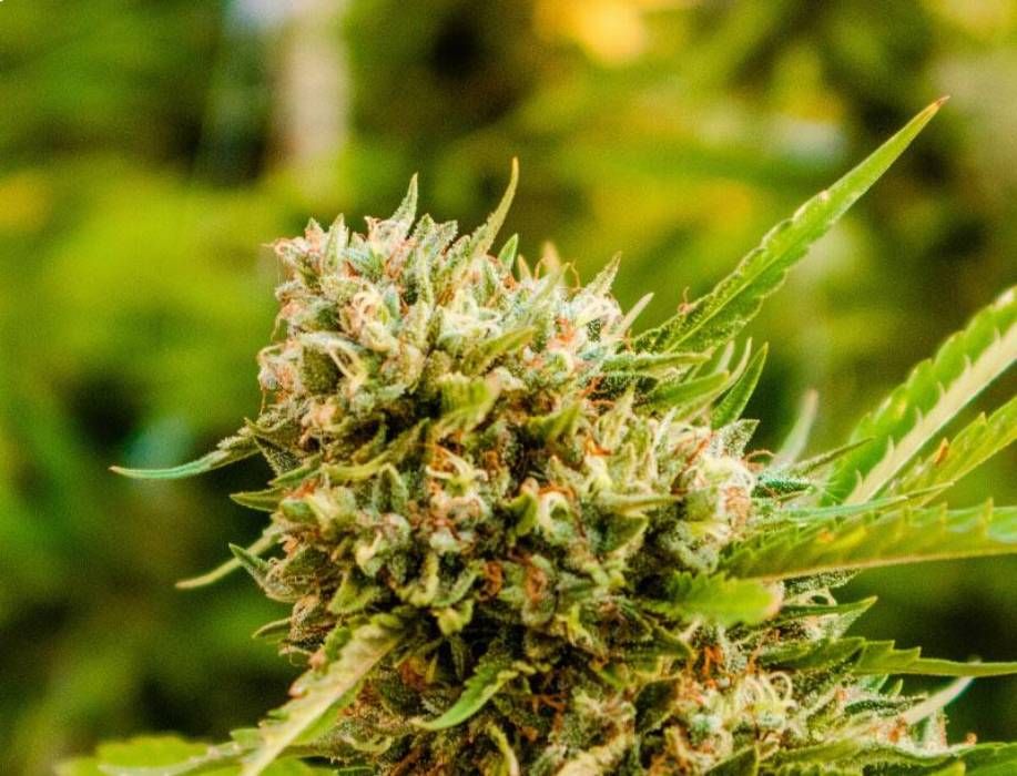 Mazar Strain Info / Mazar Weed By Canuk Seeds - GrowDiaries