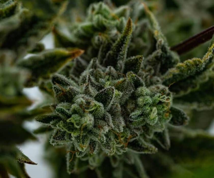 Platinum Cookies Strain Info / Platinum Cookies Weed By Canuk Seeds ...