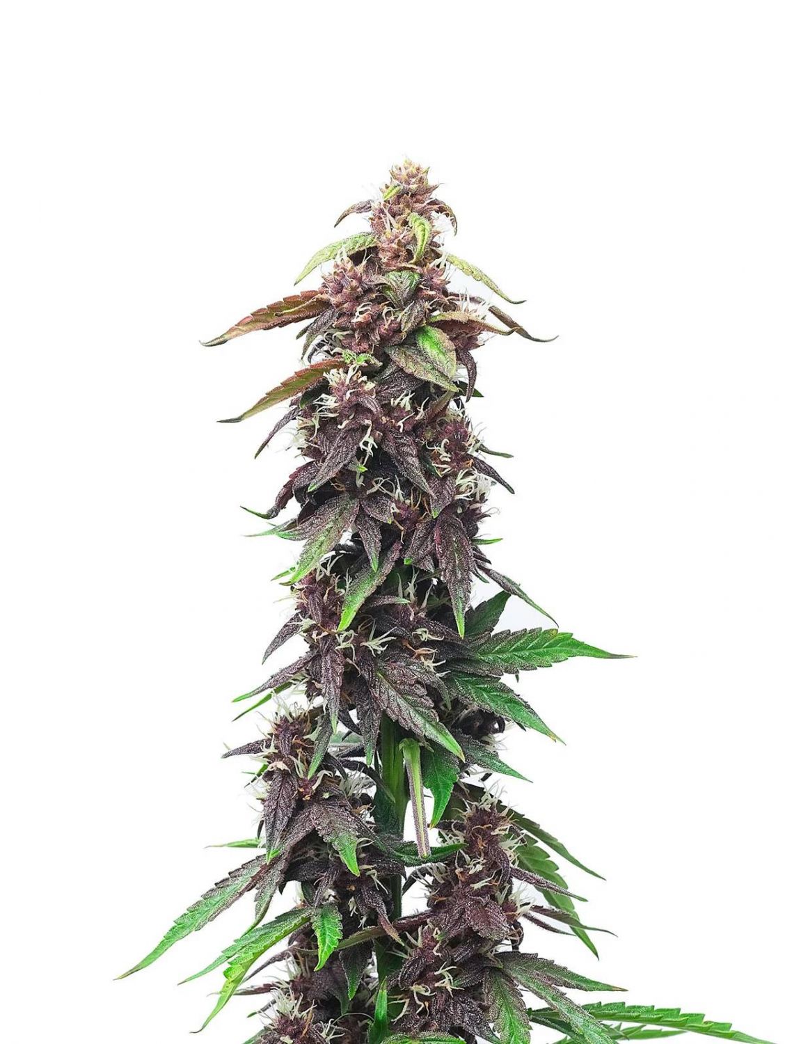 Death Star Strain Info / Death Star Weed By Growers Choice Seeds ...