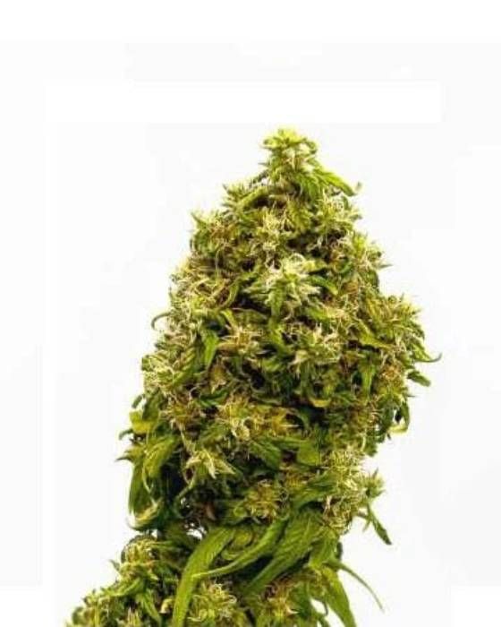 Forbidden Fruit Strain Info / Forbidden Fruit Weed By Growers Choice ...