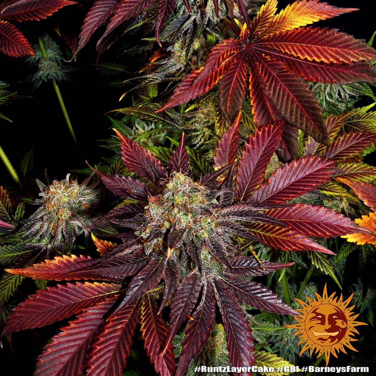 Runtz x Layer Cake Strain Info / Runtz x Layer Cake Weed By Barney's ...