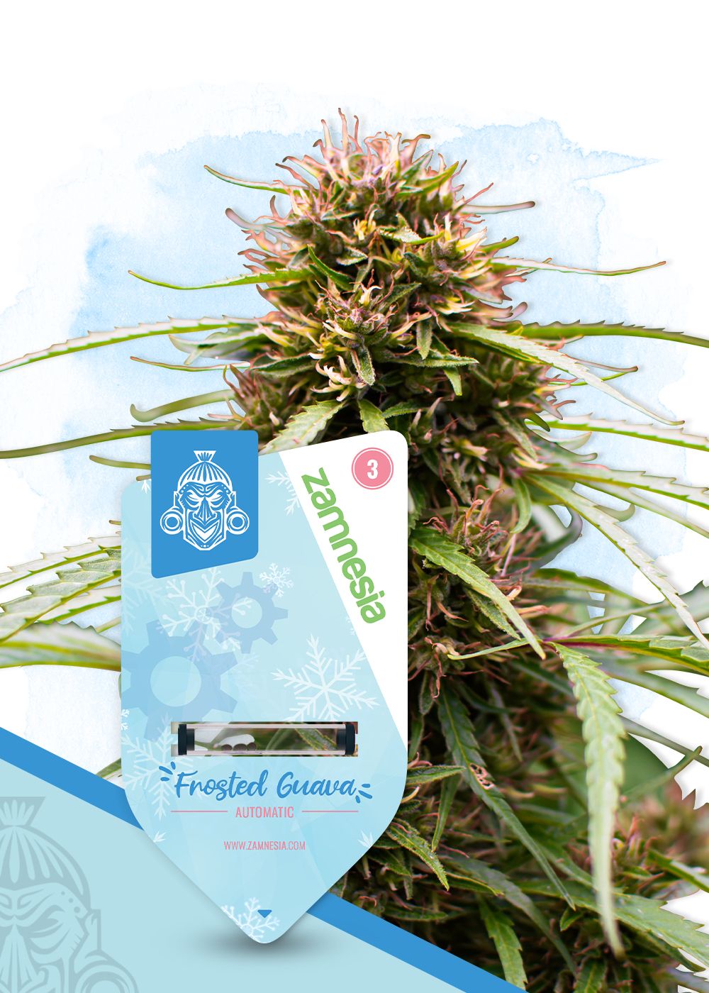 Frosted Guava Automatic Strain Info / Frosted Guava Automatic Weed By ...
