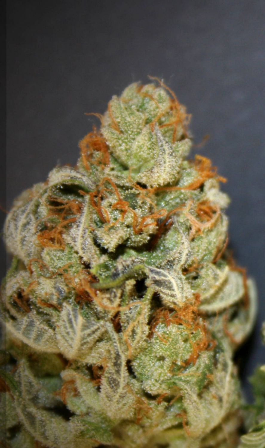 Grape Gushers Strain Info / Grape Gushers Weed By Tastebudz Genetics ...