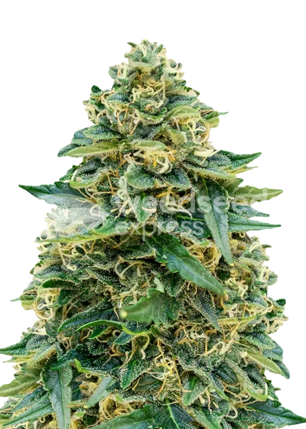 Stardawg feminized seeds Strain Info / Stardawg feminized seeds Weed By ...