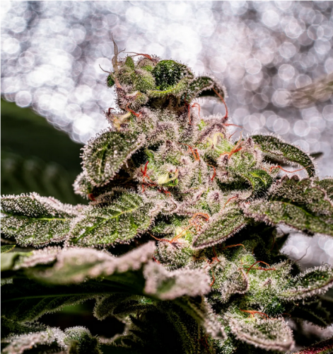 Pave Strain Info / Pave Weed By CopyCat Genetics - GrowDiaries