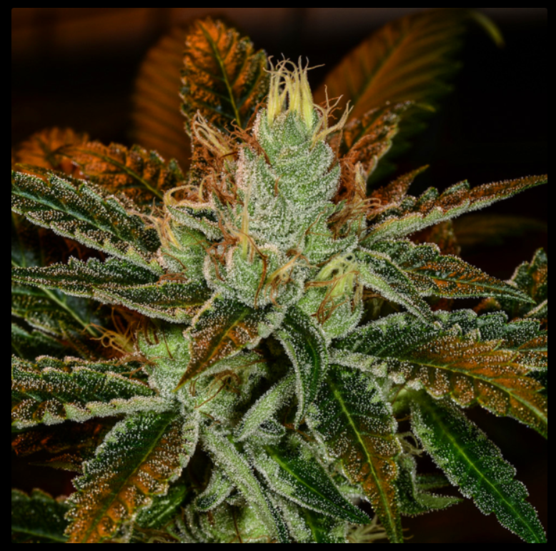 MK Ultra Strain Info / MK Ultra Weed By Dr. Seeds - GrowDiaries
