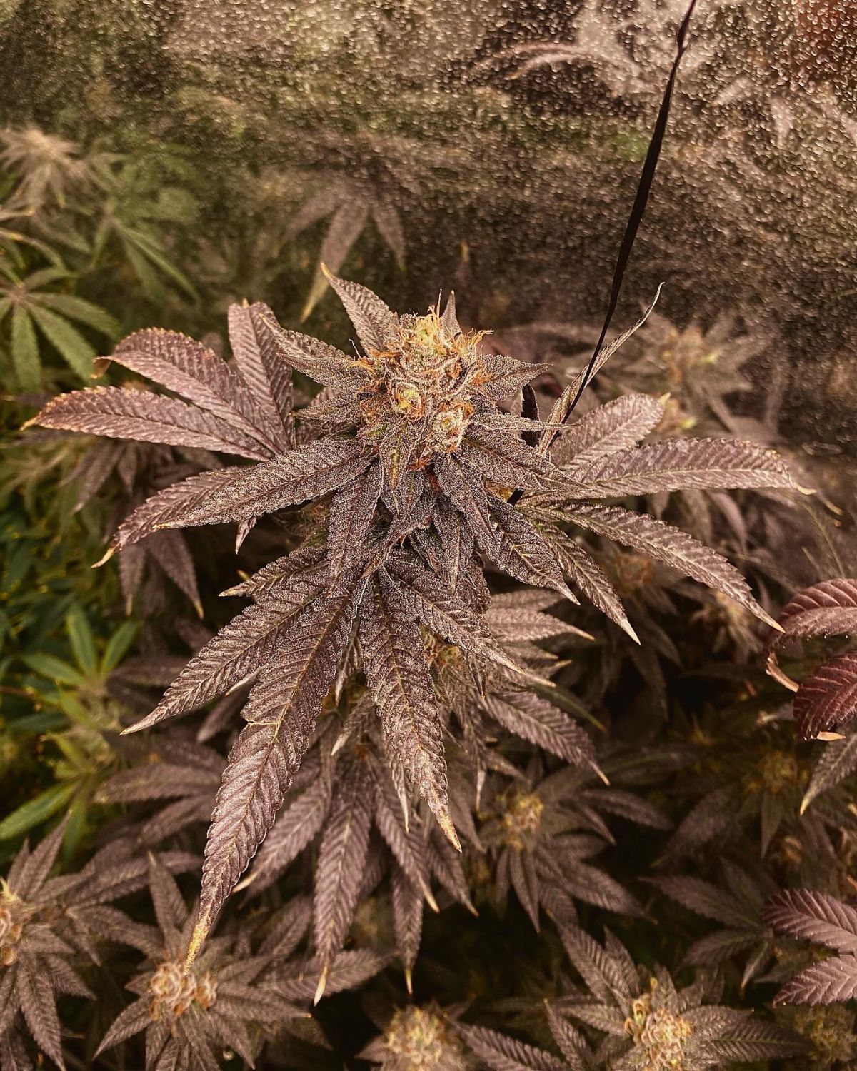 Cherry Runtz Strain Info / Cherry Runtz Weed By Elev8 Seeds - GrowDiaries