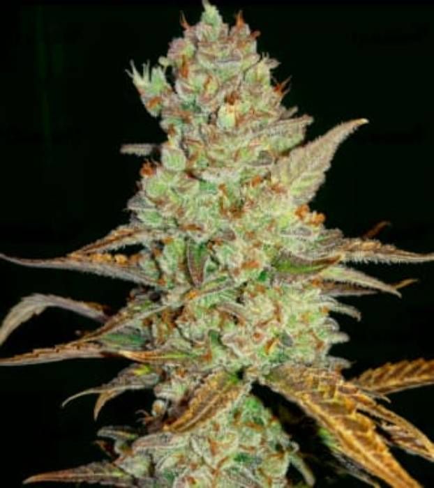Auto Mimosa Strain Info / Auto Mimosa Weed By Linda Seeds - GrowDiaries