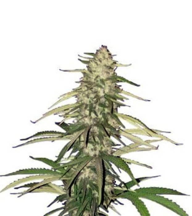 Watermelon Girl Strain Info Watermelon Girl Weed By Linda Seeds Growdiaries