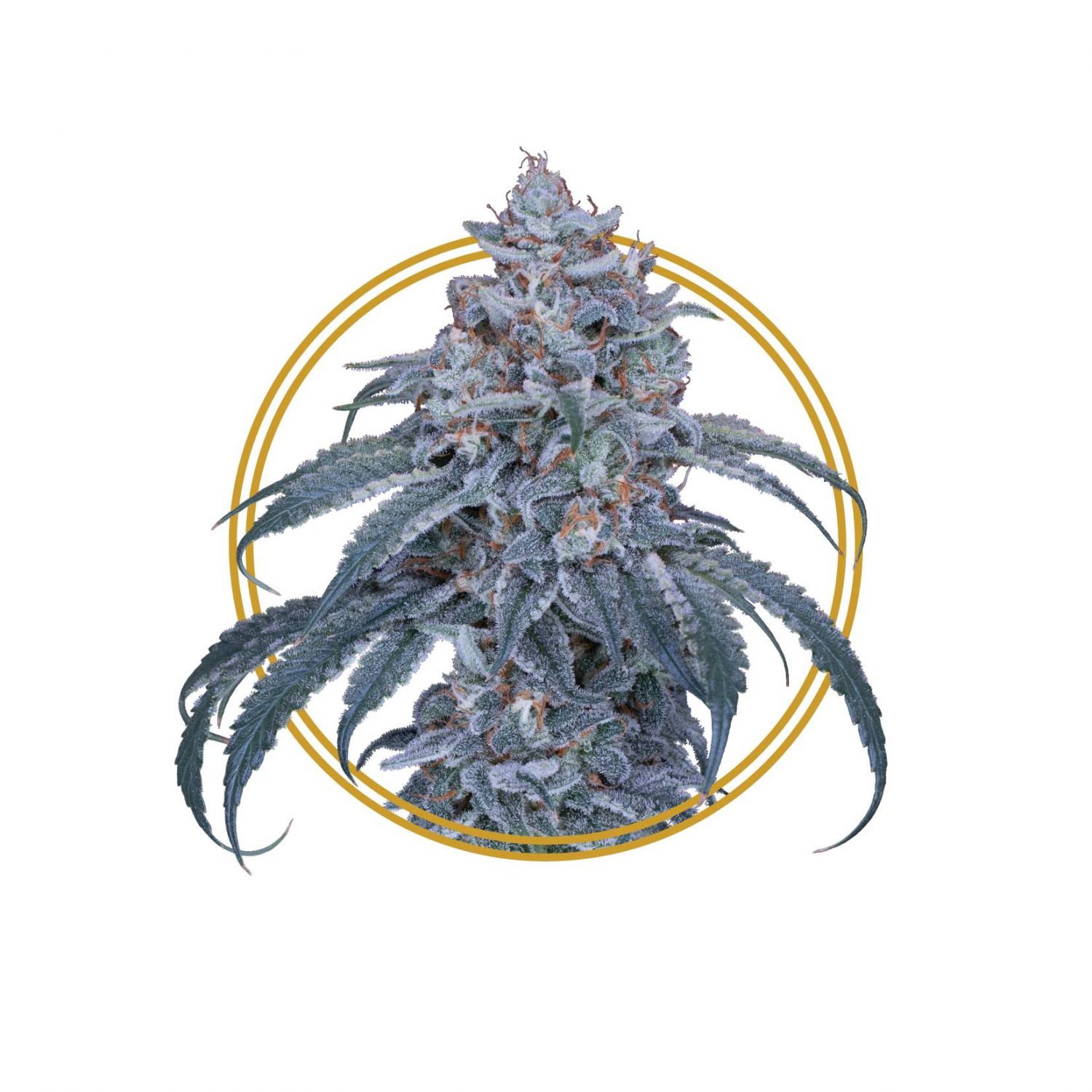 Kush S1 Strain Info / Kush S1 Weed By Copenhagen Seed Company - GrowDiaries
