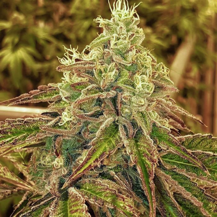 Sweets Strain Info / Sweets Weed By Karma Genetics - GrowDiaries