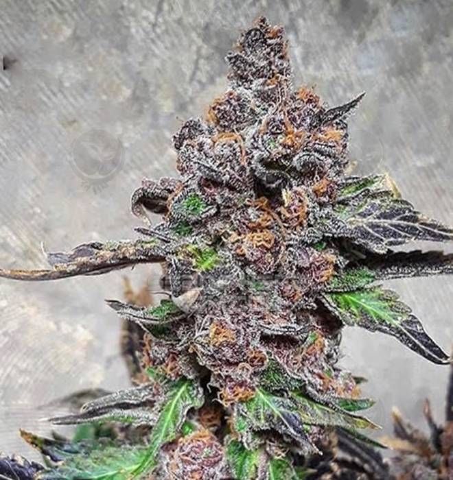 Rozay Breath Strain Info / Rozay Breath Weed By Relentless Genetics ...