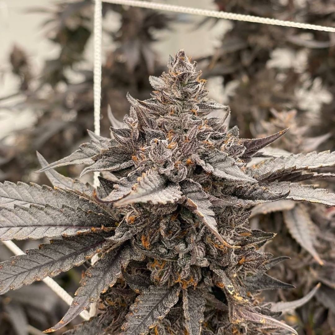 Black Cherry Gas Strain Info / Black Cherry Gas Weed By Relentless ...