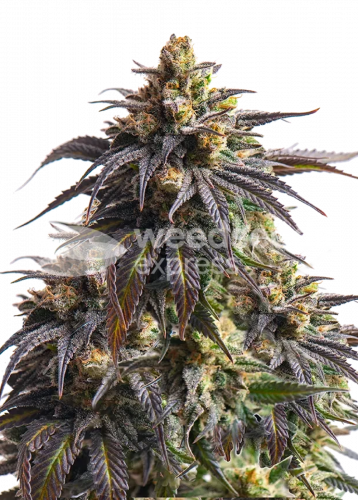 Do-si-Dos autoflower seeds Strain Info / Do-si-Dos autoflower seeds Weed By Weedseedsexpress ...