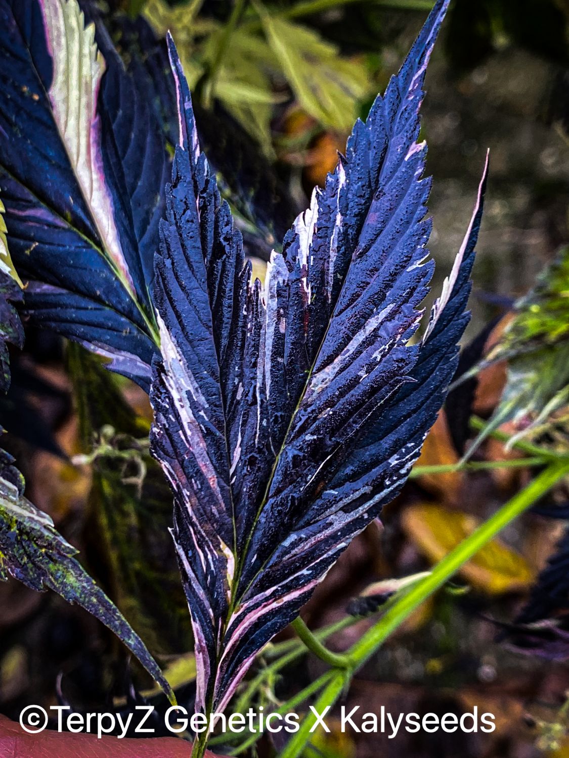 Pablo Picasso Strain Info / Pablo Picasso Weed By TerpyZ Mutant ...