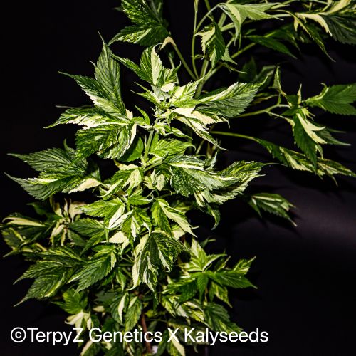 Pablo Picasso Strain Info / Pablo Picasso Weed By TerpyZ Mutant ...