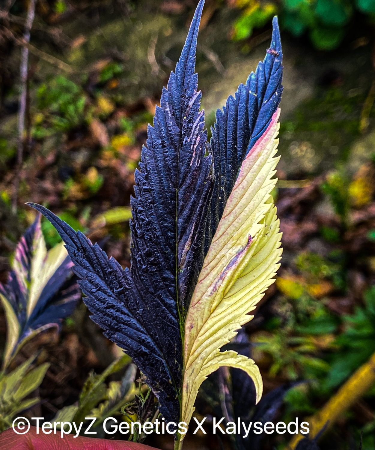 Pablo Picasso Strain Info / Pablo Picasso Weed By TerpyZ Mutant ...