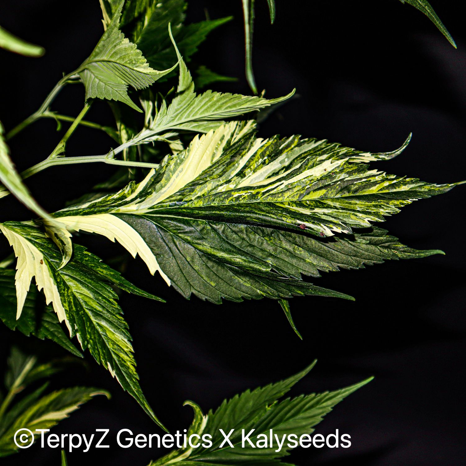 Pablo Picasso Strain Info / Pablo Picasso Weed By TerpyZ Mutant ...