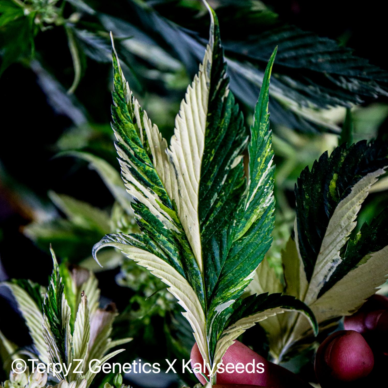 Pablo Picasso Strain Info / Pablo Picasso Weed By TerpyZ Mutant ...