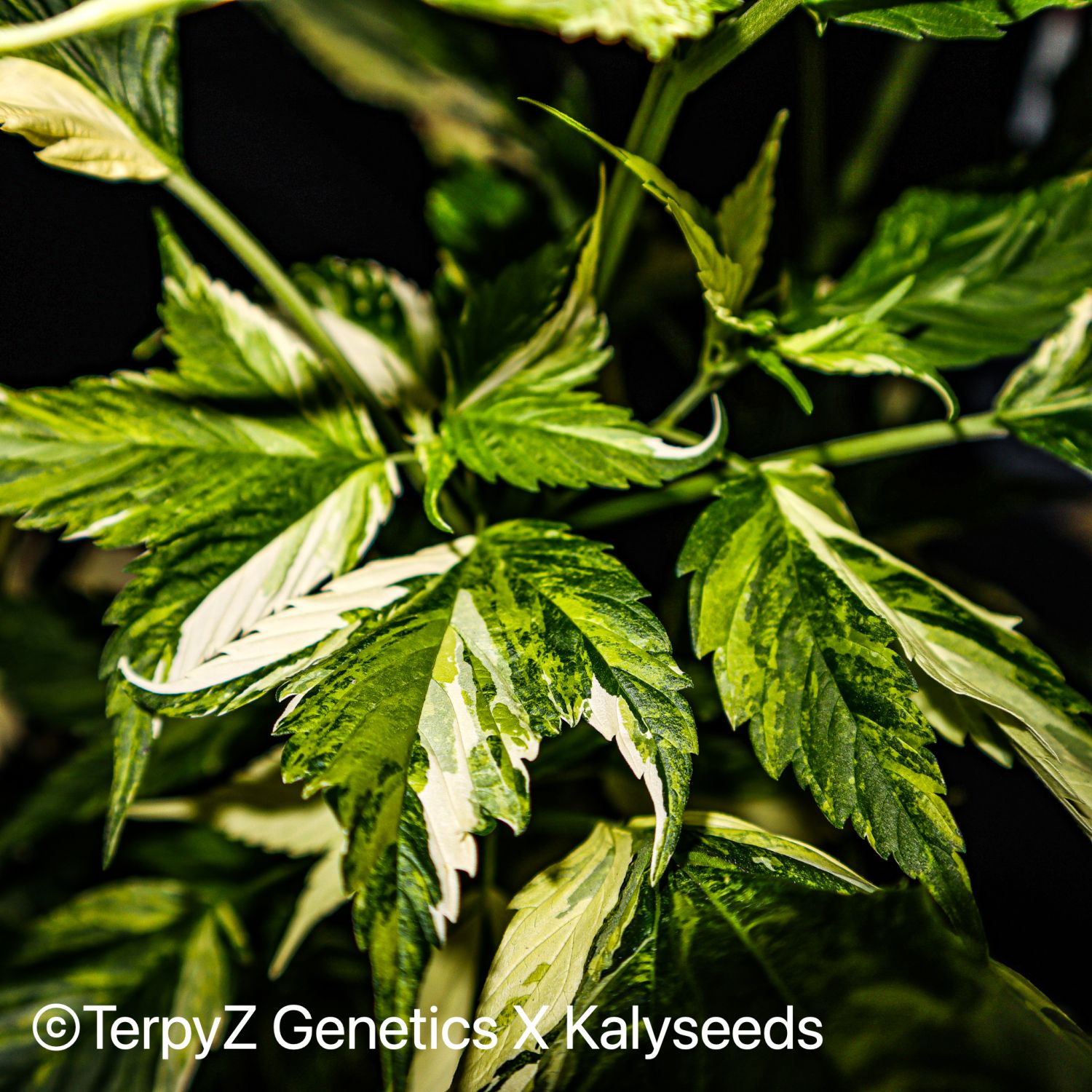 Pablo Picasso Strain Info / Pablo Picasso Weed By TerpyZ Mutant ...