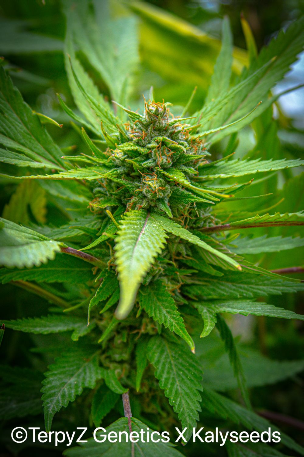 Lemon Alien Strain Info / Lemon Alien Weed By TerpyZ Mutant Genetics ...