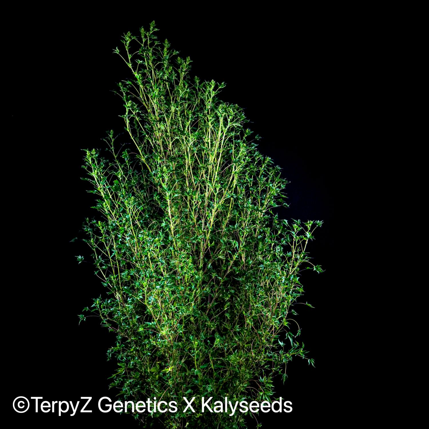 Who is your Daddy ABC F1 Australian Bastard Cannabis Strain Info / Who ...