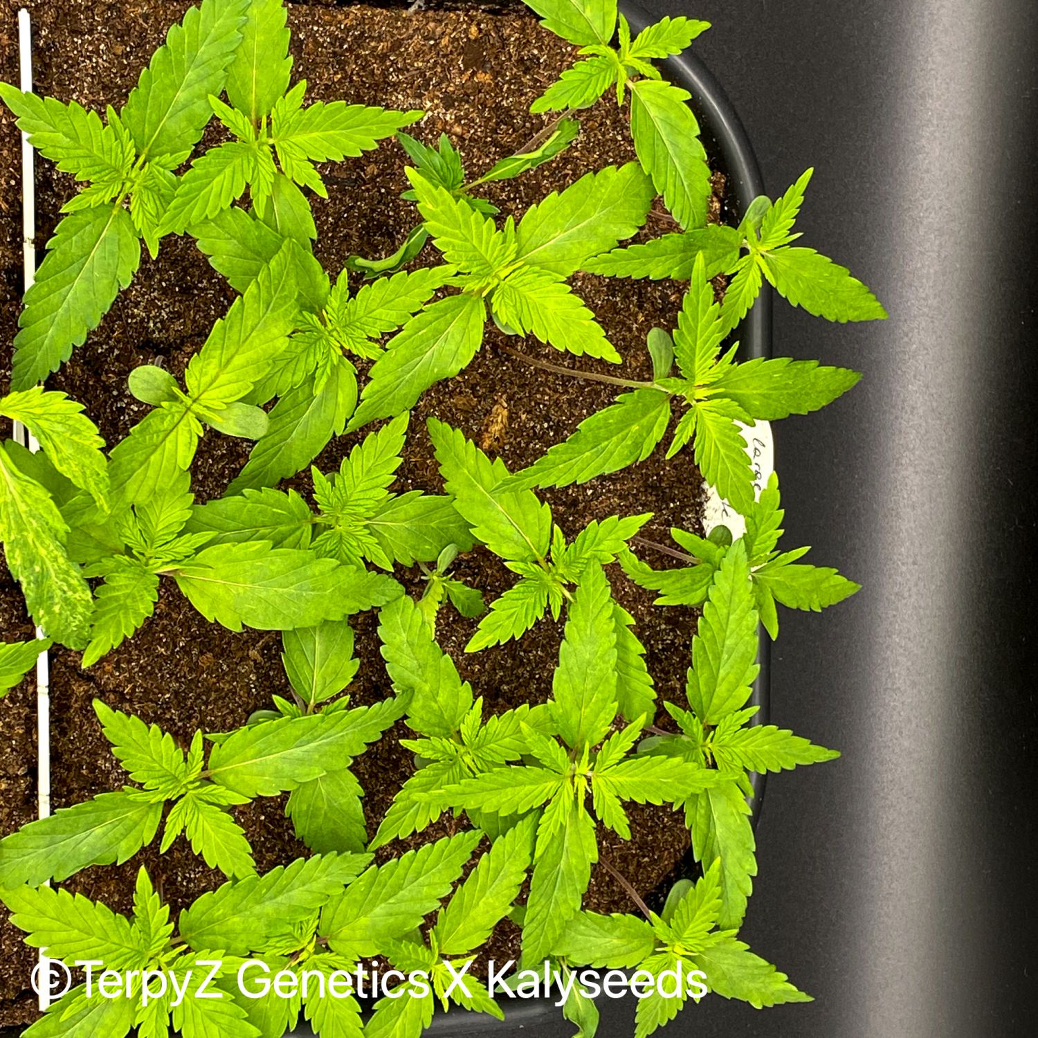 Who is your Daddy ABC F1 Australian Bastard Cannabis Strain Info / Who ...