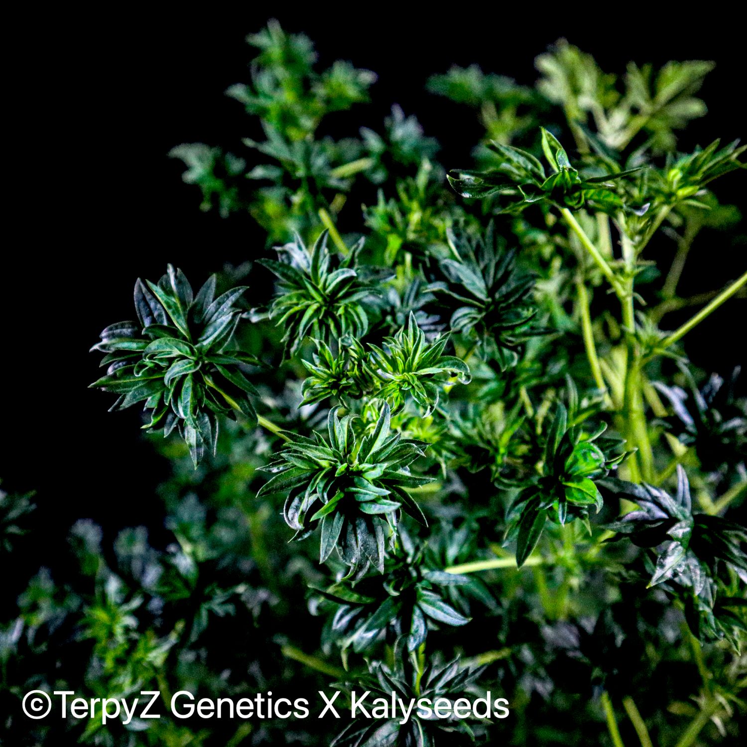 Who is your Daddy ABC F1 Australian Bastard Cannabis Strain Info / Who ...