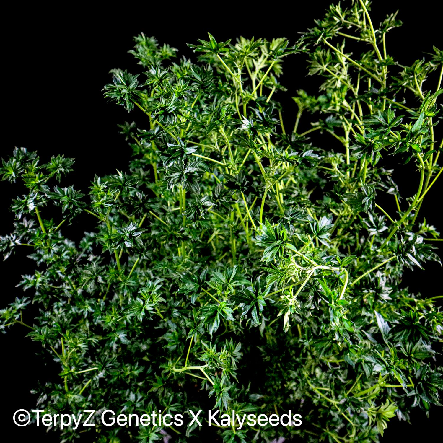 Who is your Daddy ABC F1 Australian Bastard Cannabis Strain Info / Who ...