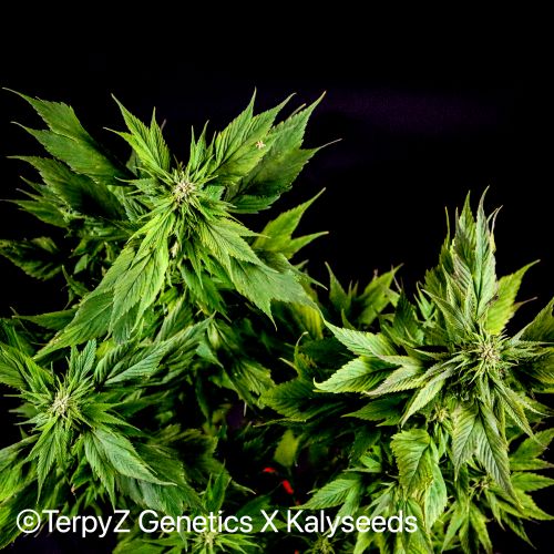 The Ugly Duck (Pablo Picasso Crested) Strain Info / The Ugly Duck ...