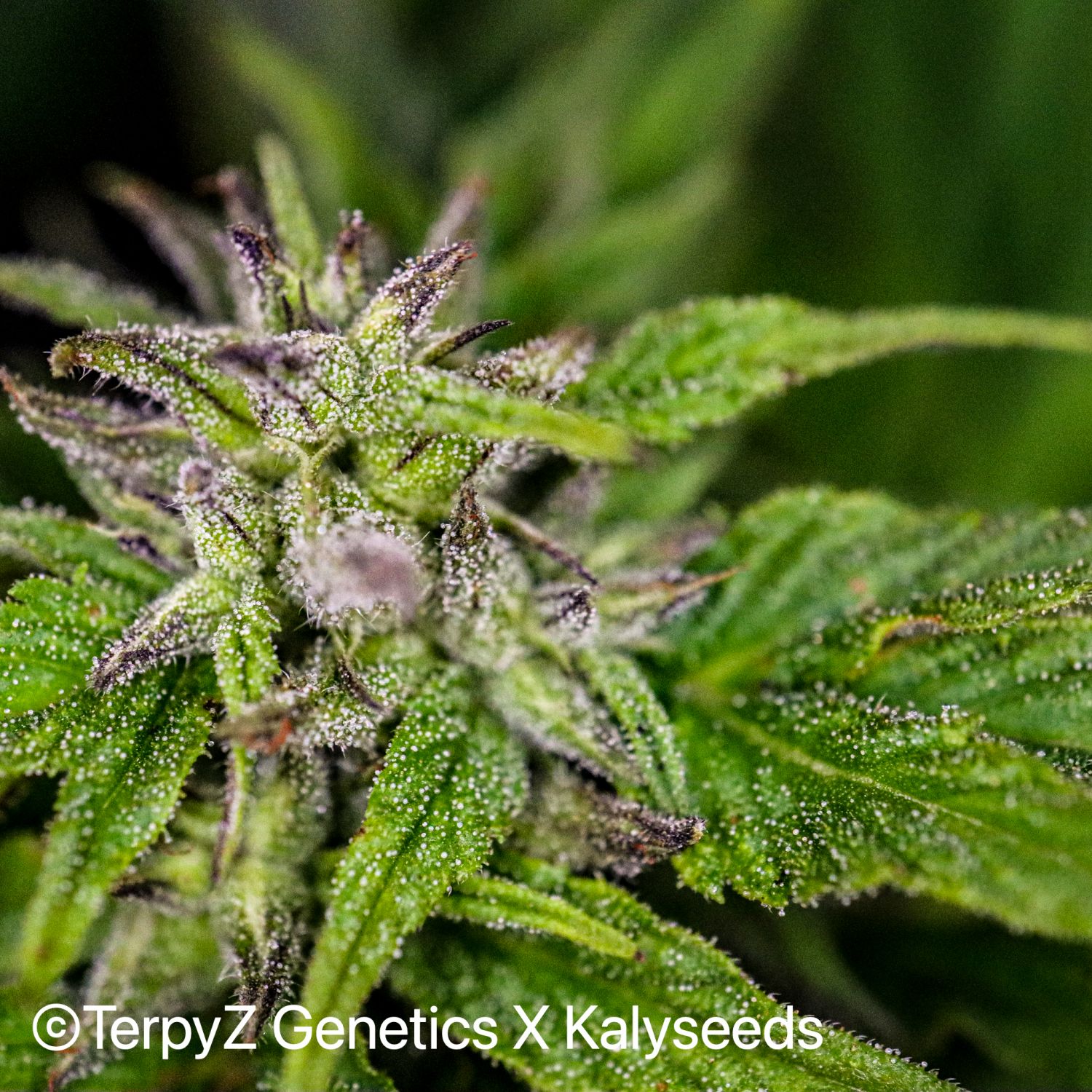 The Ugly Duck (Pablo Picasso Crested) Strain Info / The Ugly Duck ...