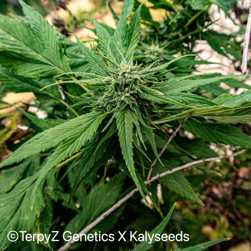 The Ugly Duck (Pablo Picasso Crested) Strain Info / The Ugly Duck ...