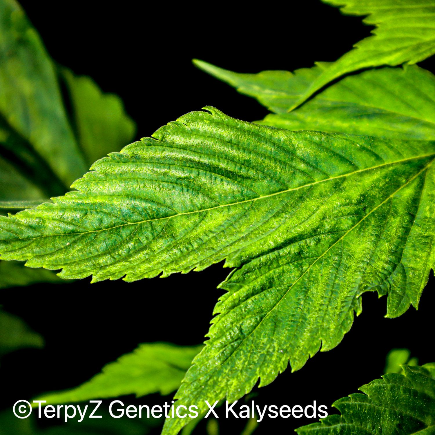 The Ugly Duck (Pablo Picasso Crested) Strain Info / The Ugly Duck ...