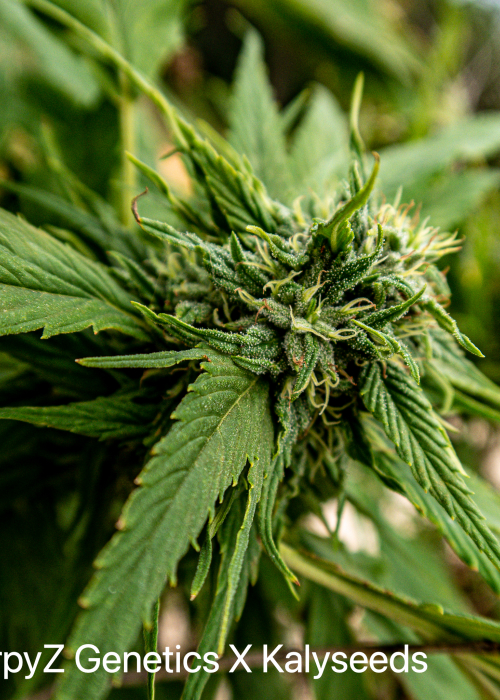 The Ugly Duck (Pablo Picasso Crested) Strain Info / The Ugly Duck (Pablo Picasso Crested) Weed ...