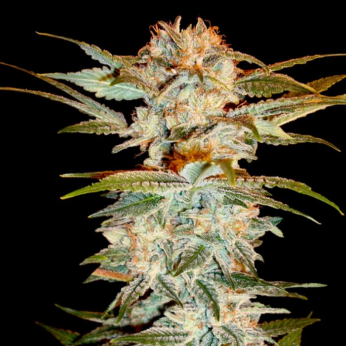 Stacked Kush Strain Info / Stacked Kush Weed By DNA Genetics - GrowDiaries