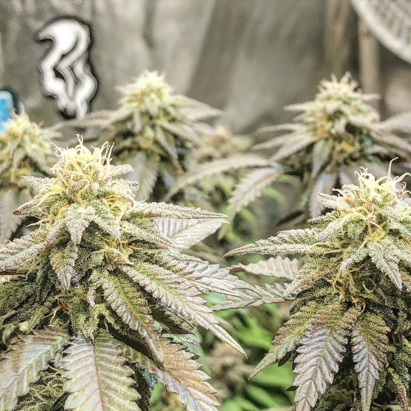 Waiting Game Strain Info / Waiting Game Weed By Capulator - GrowDiaries