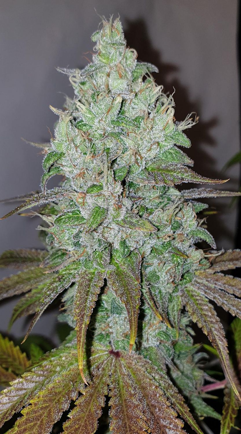 Bon Bon Strain Info / Bon Bon Weed By Karma Genetics - GrowDiaries