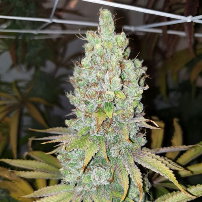 Di Fruity (aka Di Frutti) Strain Info / Di Fruity (aka Di Frutti) Weed ...